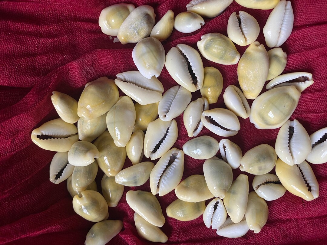 Money Cowrie Sea Shells for Craft Projects Lot of 20 - Etsy