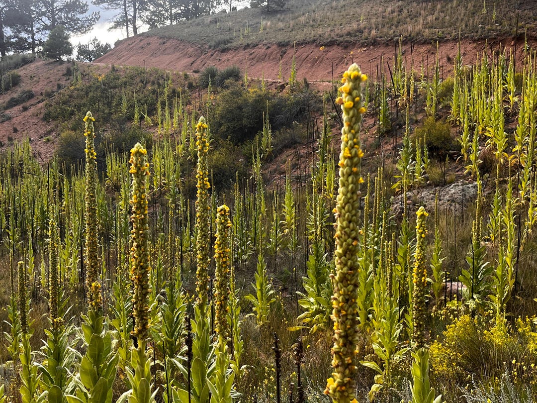 50 Stalks Bulk Mullein Flower Stalks Fresh Cut and Dried Harvested ...