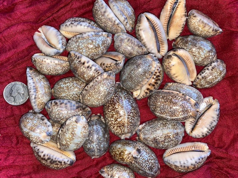 Arabic Cowrie Sea Shells for Craft Projects Lot of 10 or 20 - Etsy