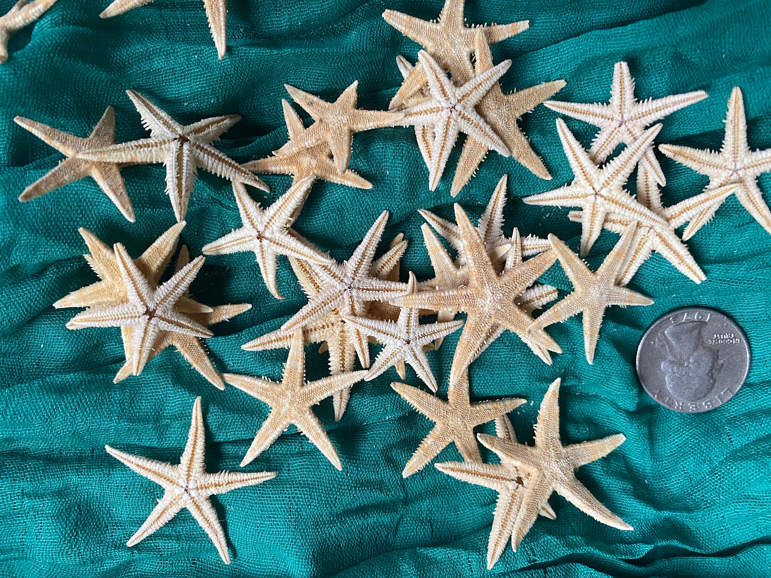 Dried Starfish
