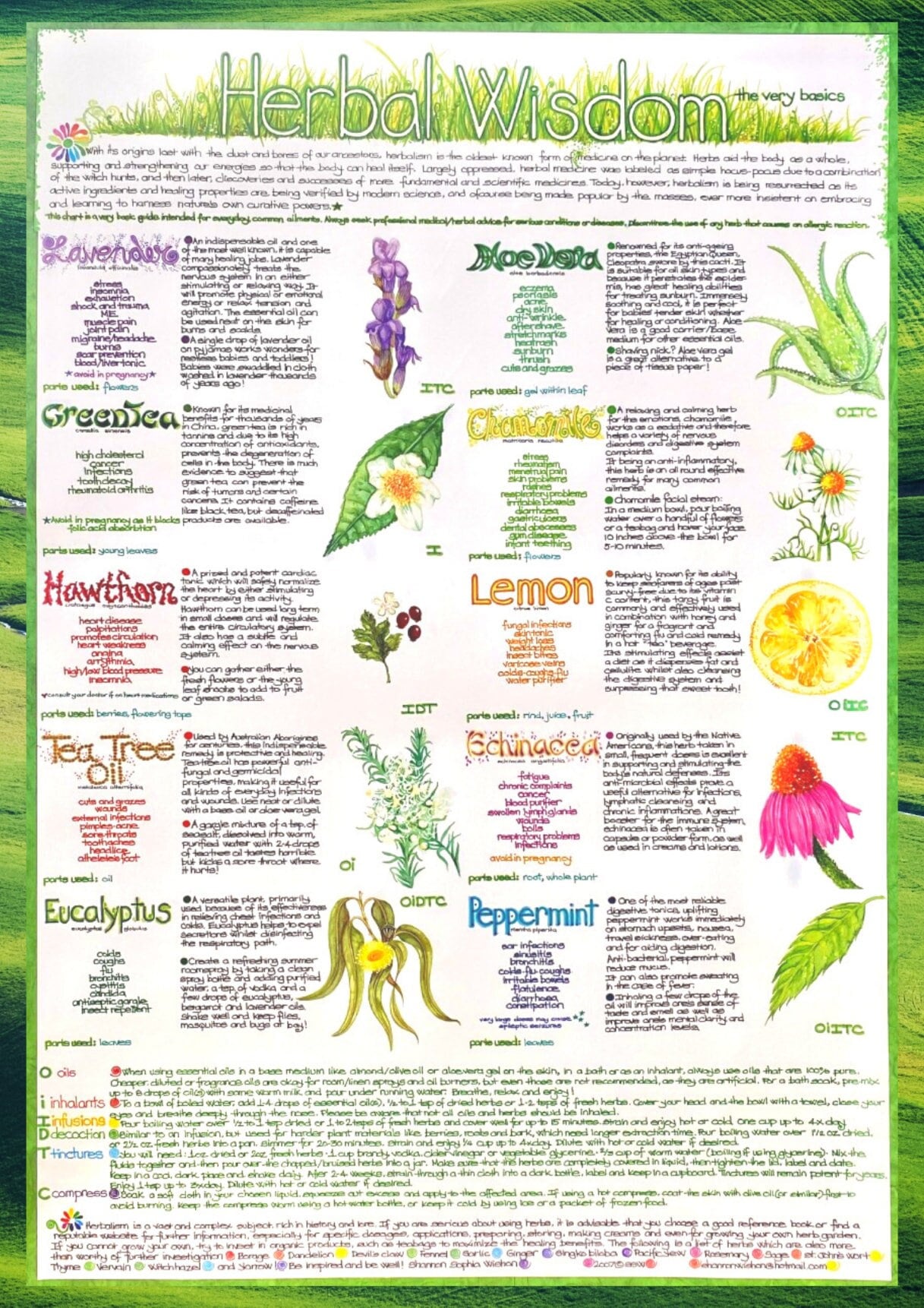 Herbal Wisdom Chart & Plant Medicine Herbalism - Etsy