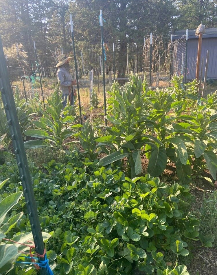 Organic Mullein Root (verbascum Thapsus) Shade Dried, 1 Oz Bag - Etsy
