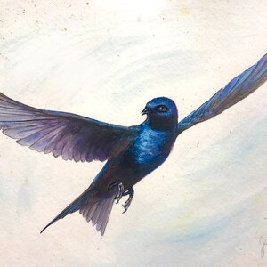 Purple Martin - Etsy