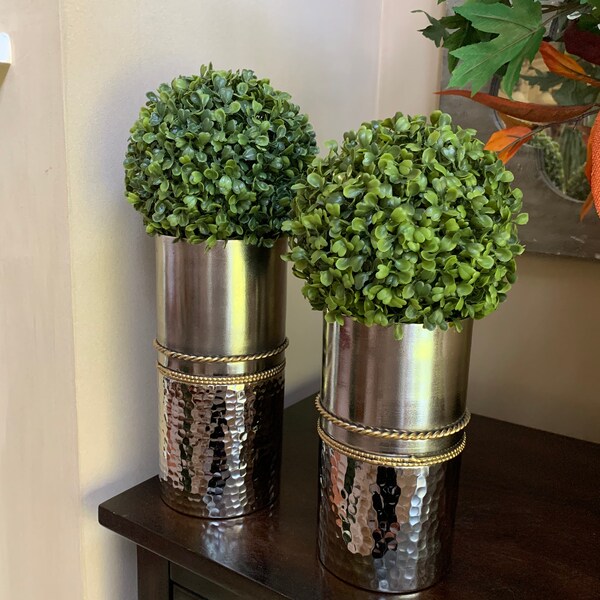 Boxwood Plant - Etsy