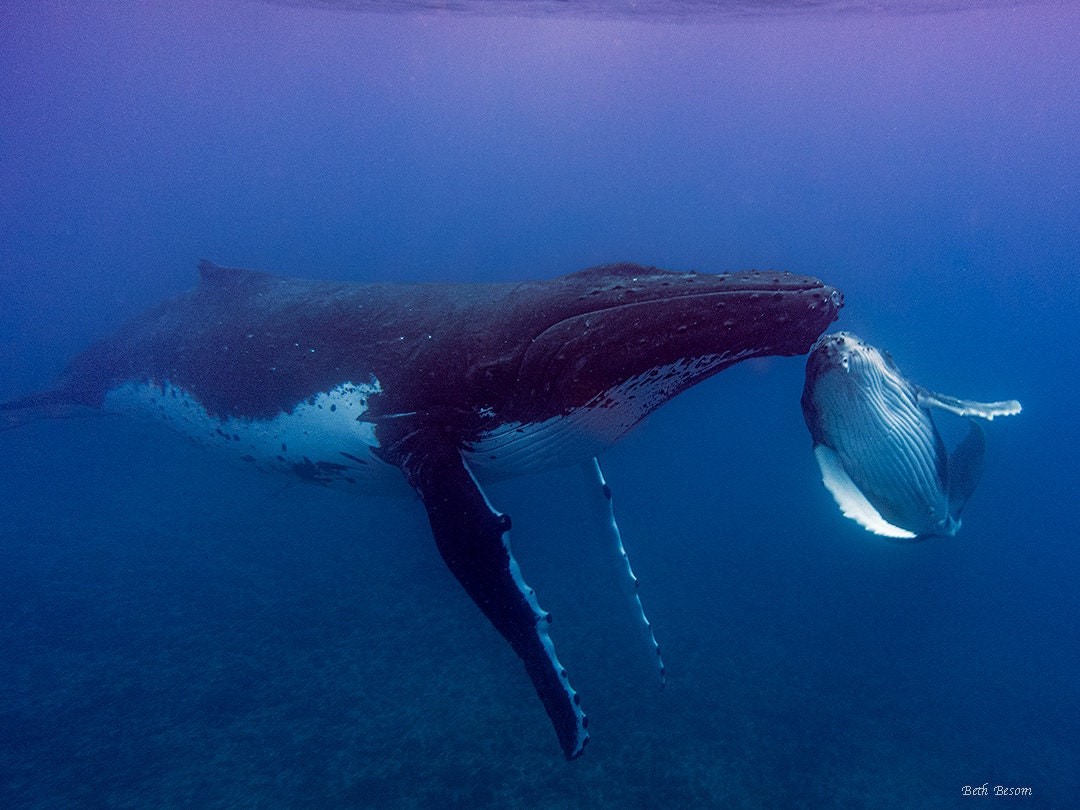 Baby Humpback Dances With Mother in the Warm Waters of Mo'orea French ...