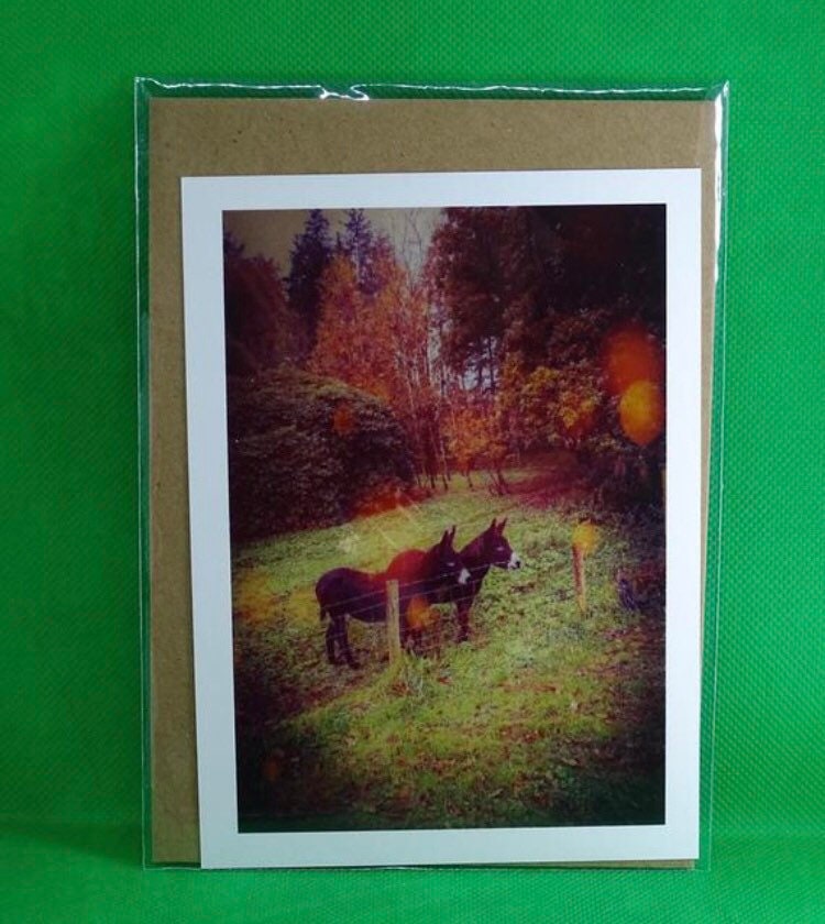 Leaves Photo Autumnal Photo Postcards Multipack x5 - Etsy Ireland