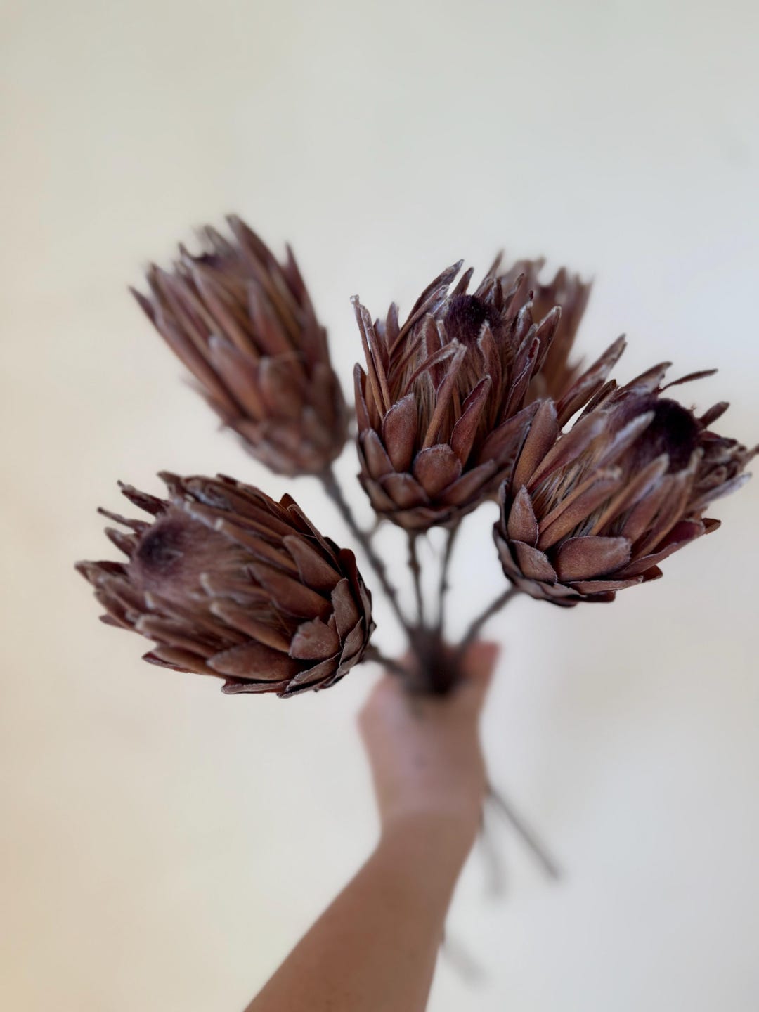Dried Protea, Dried Native Flowers, Proteas, Rustic Wedding, Home Decor ...