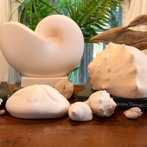 Cremation Urn Nautilus Seashell Memorial for Adult Human Ashes - Large ...
