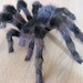 Lifelike Spider Not Framed Realistic Fake Tarantula Plush Sculpture ...
