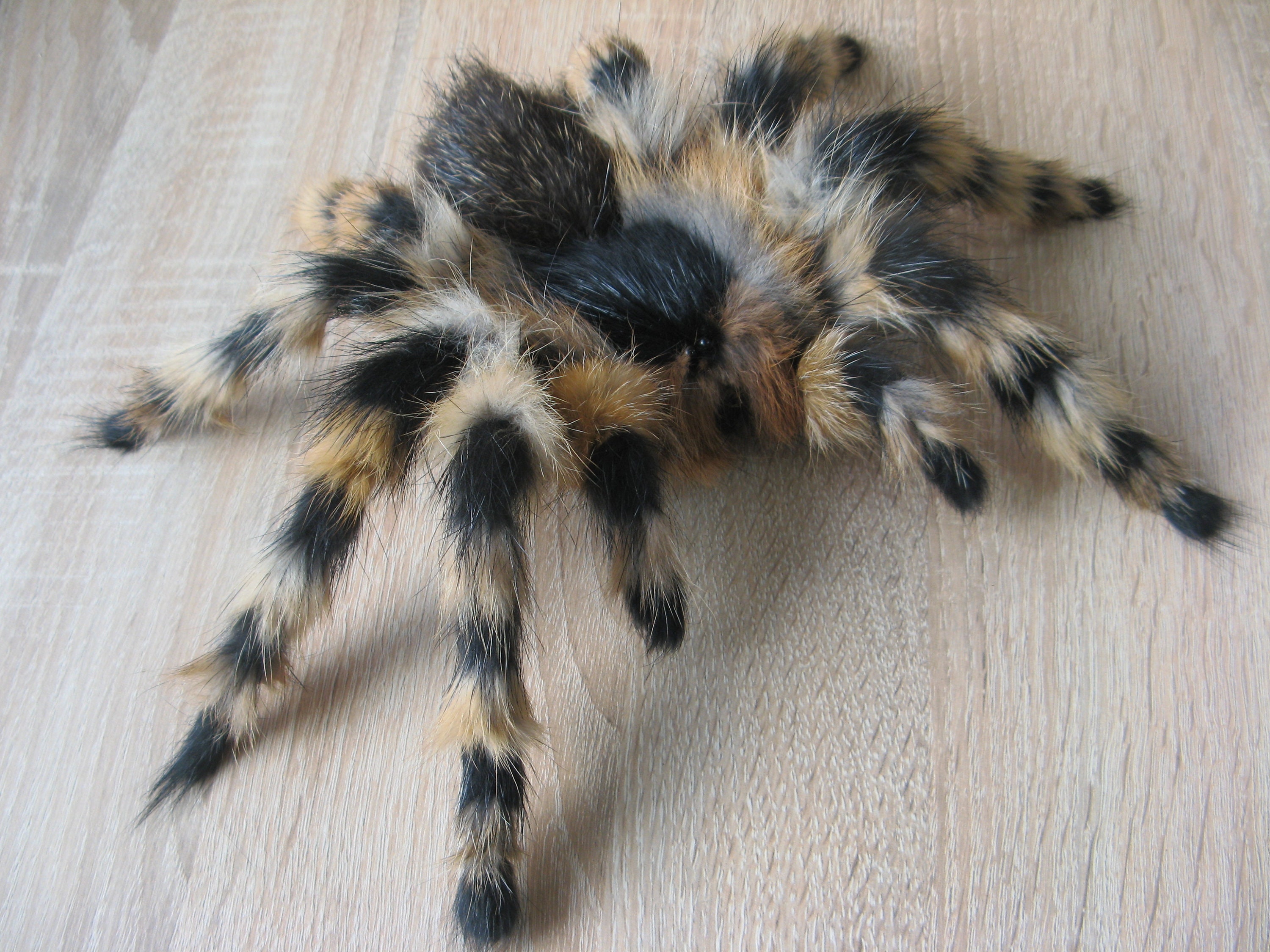 Realistic Tarantula Spider Poseable Shelf Decor Wall - Etsy UK