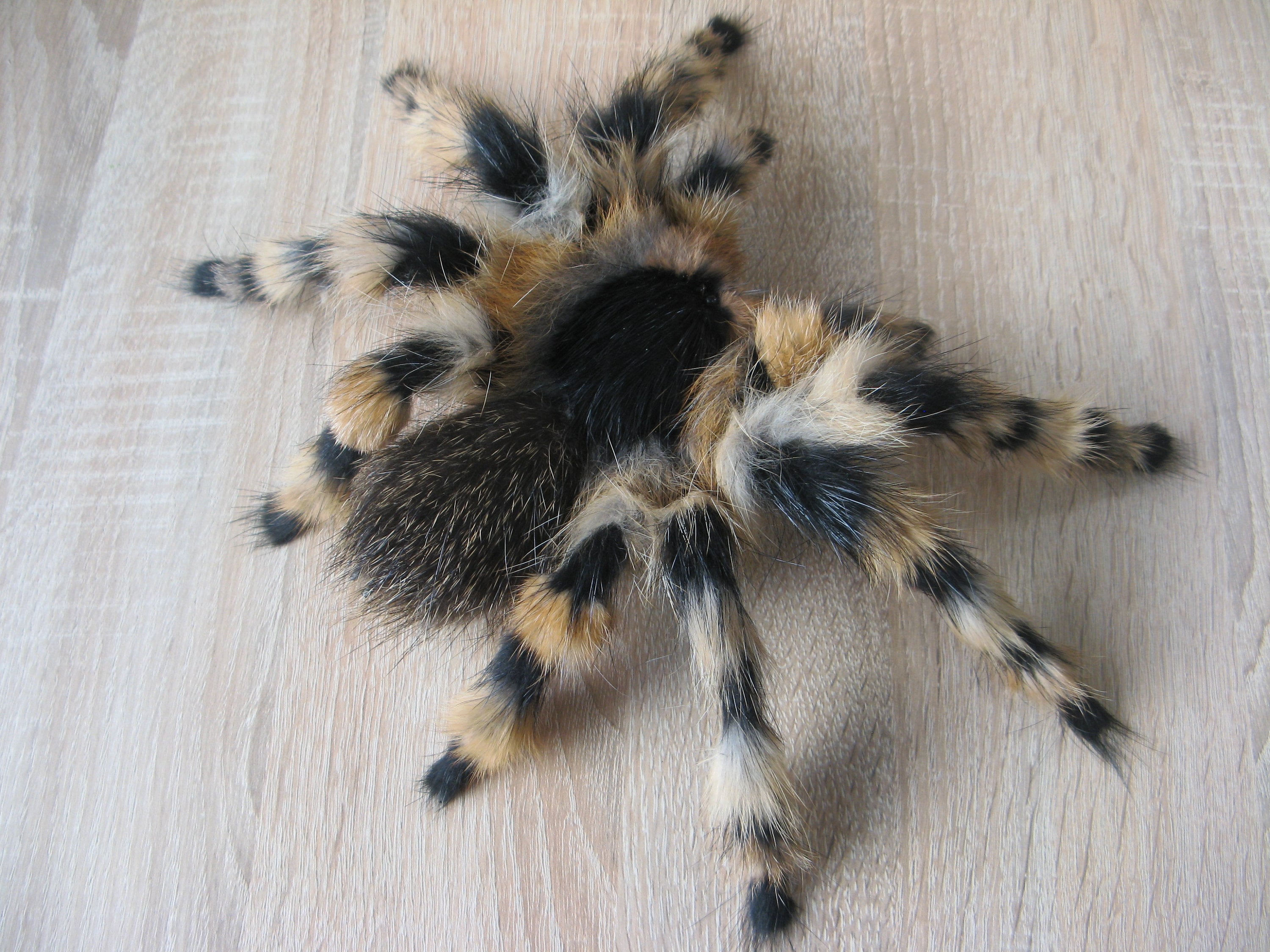 Spider Plush Tarantula Realistic Stuff Animal Fluffy Posable | Etsy