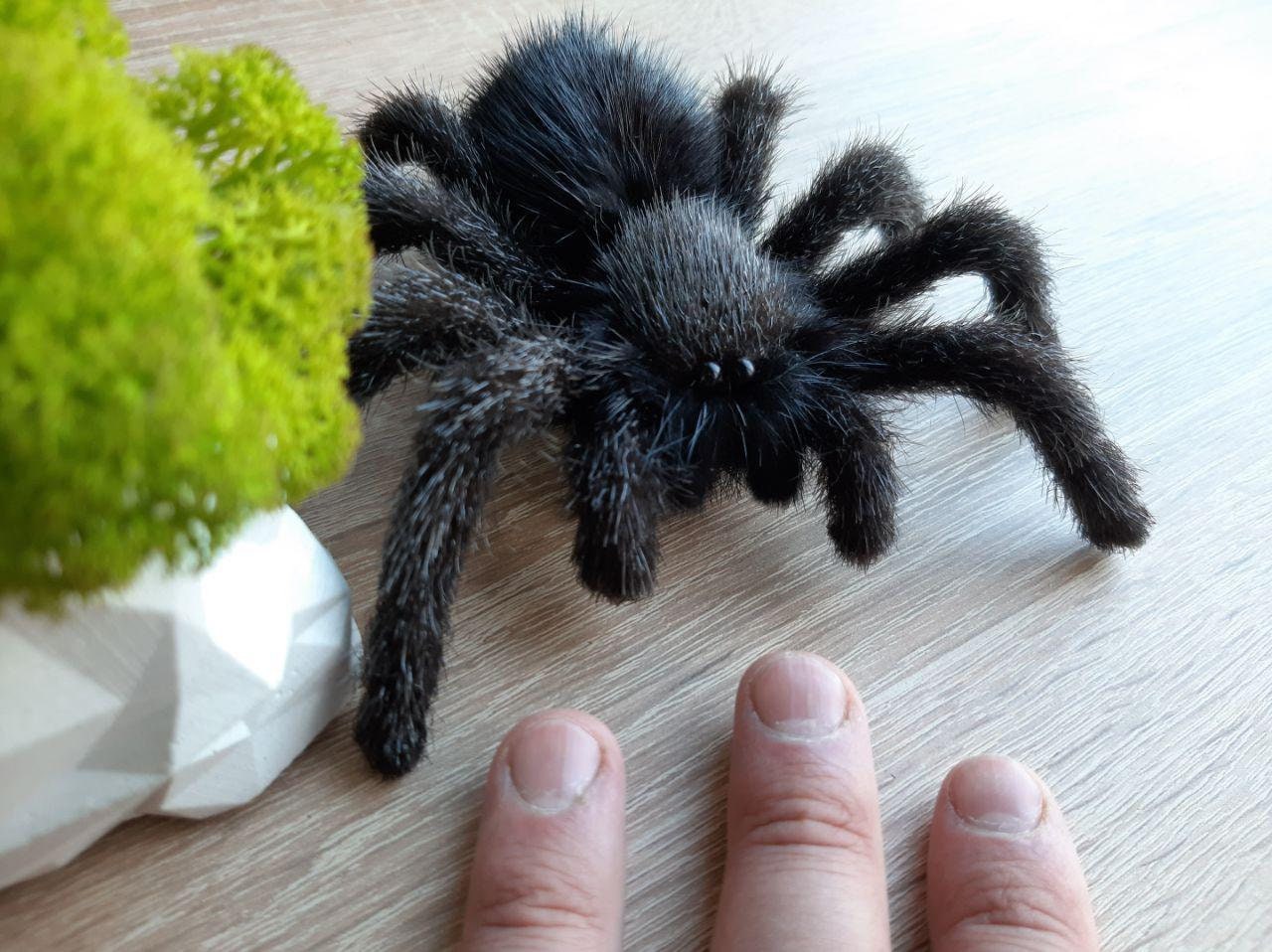 Angolan Witch Spider Real