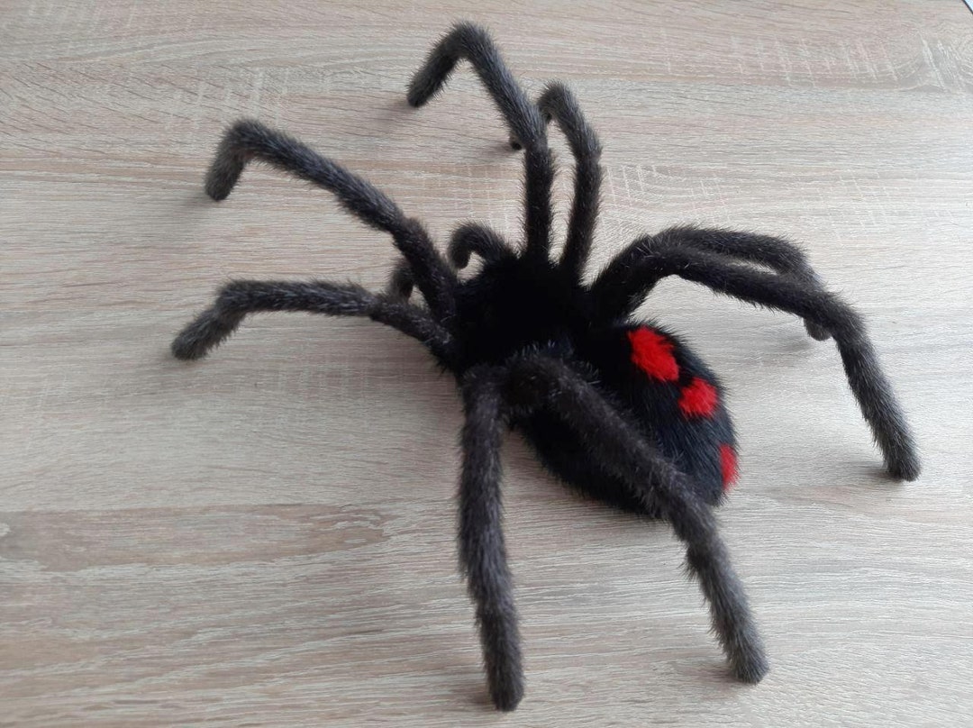 Angolan Witch Spider Real