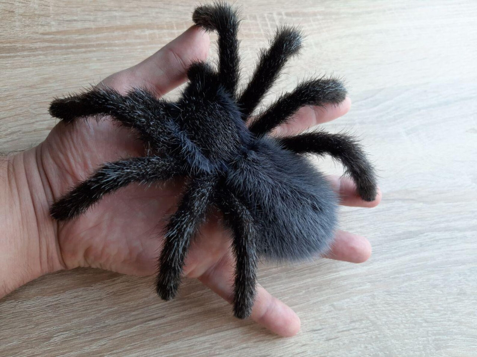 Tarantula Totem Real Size Spider Realistic Spider Sculpt Wildlife ...