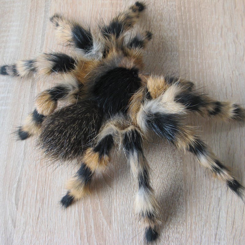 Spider Spd 8k - Etsy Australia