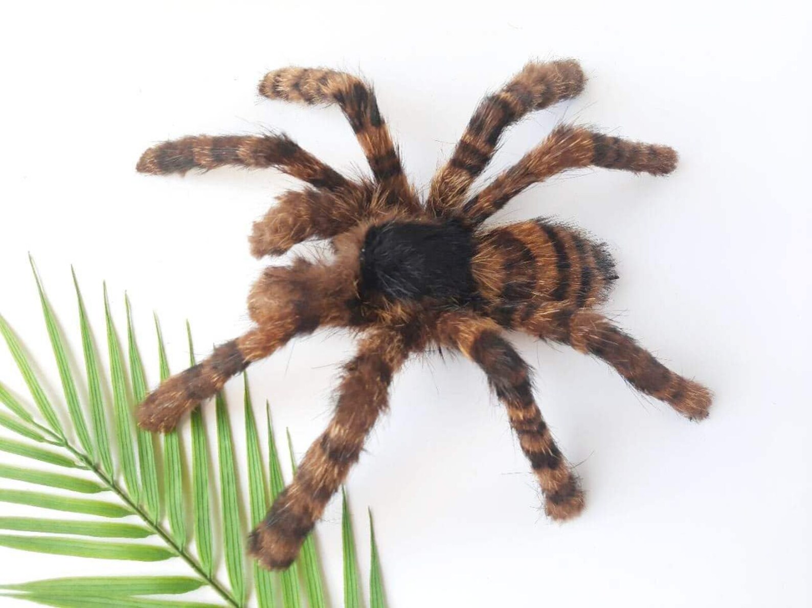 Raptorial Tarantula OOAK Spider Plush Realistic Stuffed Soft - Etsy