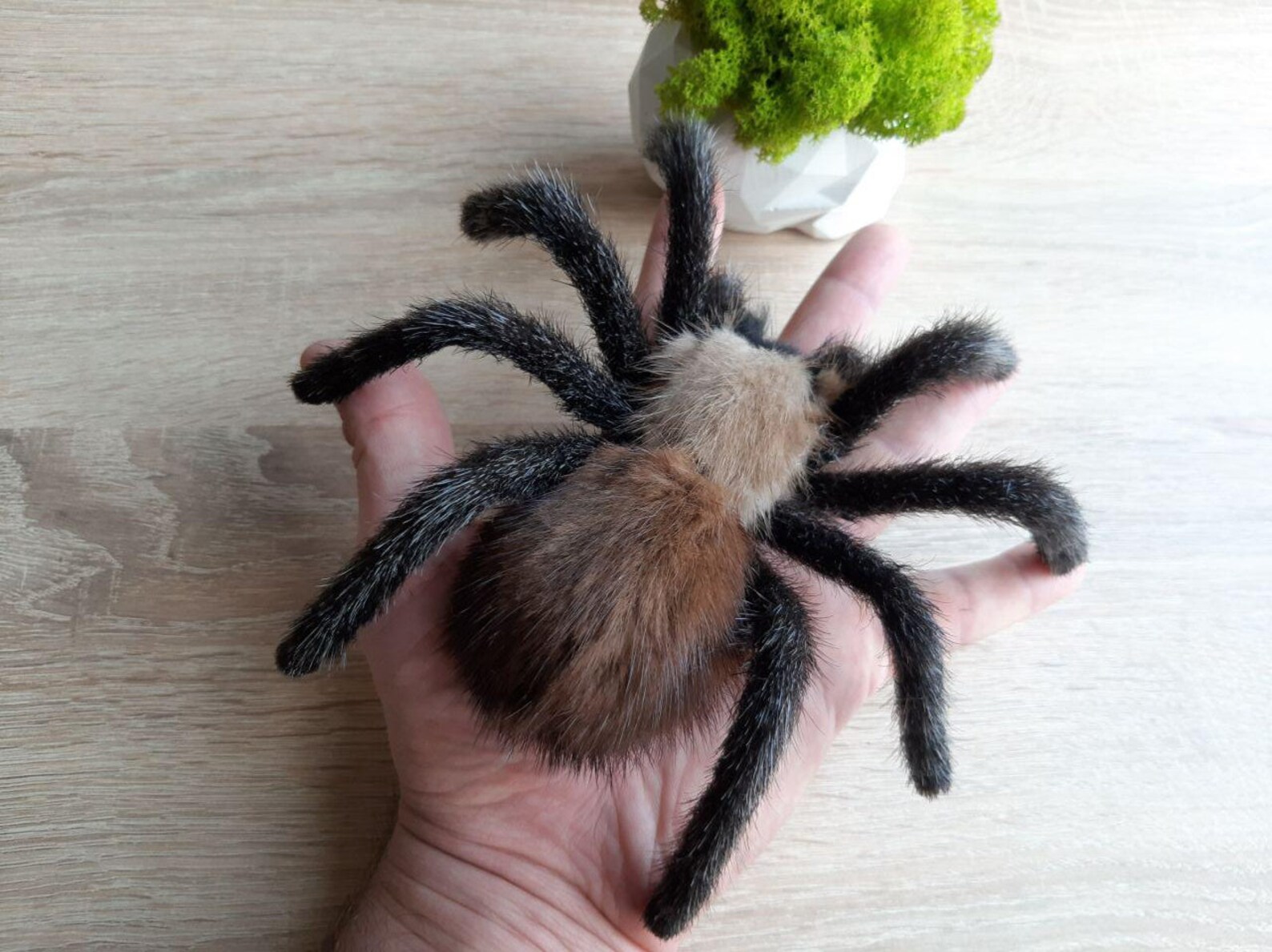 Tarantula Totem Real Size Spider Realistic Spider Sculpt Wildlife ...