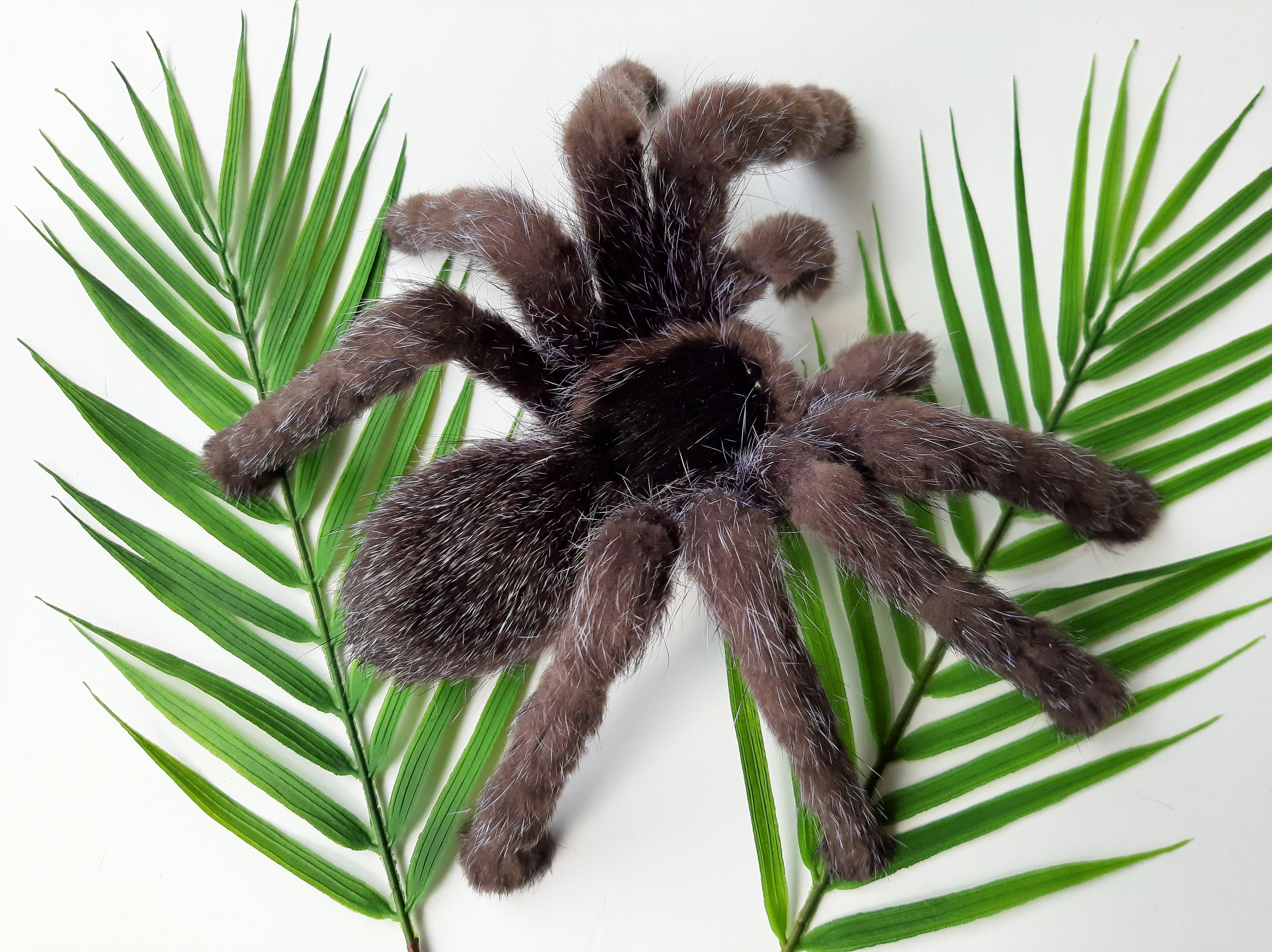 African Goliath Spider
