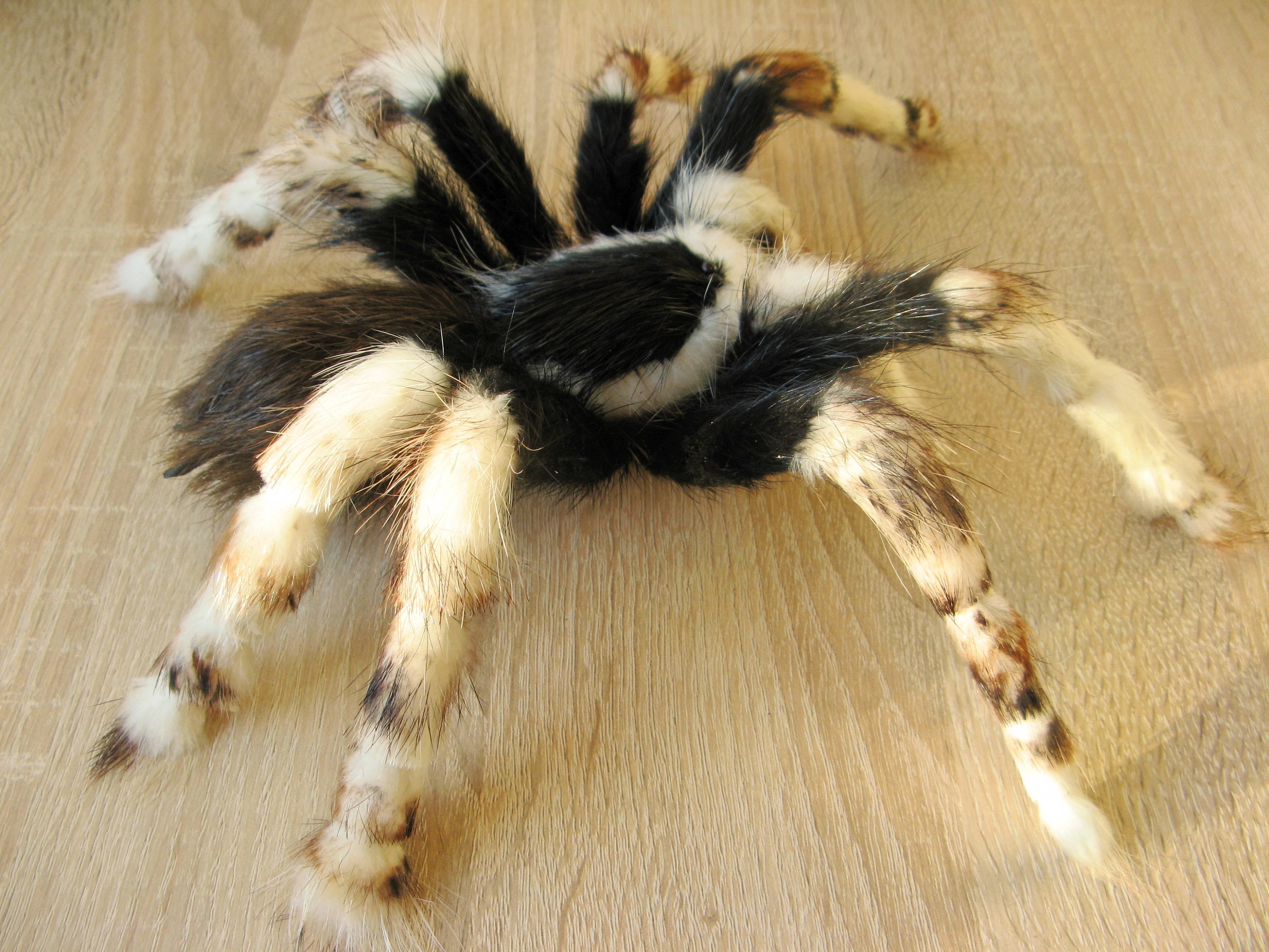 Leopard Tarantula Faux Taxidermy Oddity Soft Mount Spider Fake Insect ...