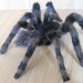 Lifelike Spider Not Framed Realistic Fake Tarantula Plush Sculpture ...
