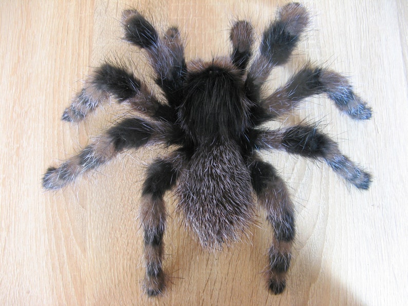 Lifelike Spider Not Framed Realistic Fake Tarantula Plush - Etsy