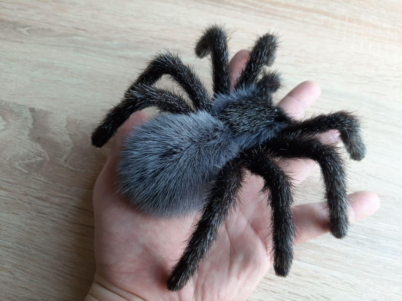Baby Black Tarantula
