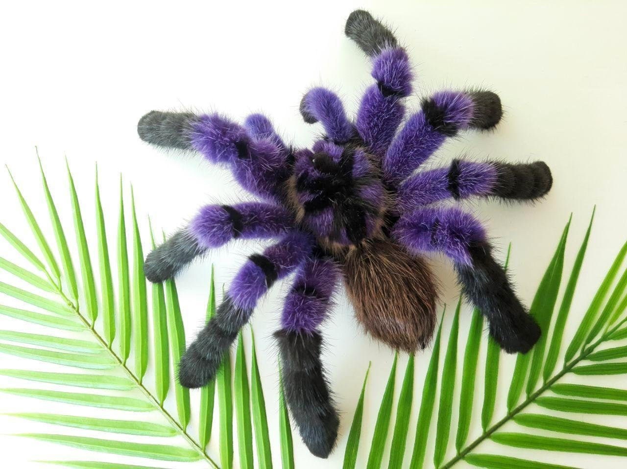 Purple Tarantula Spider