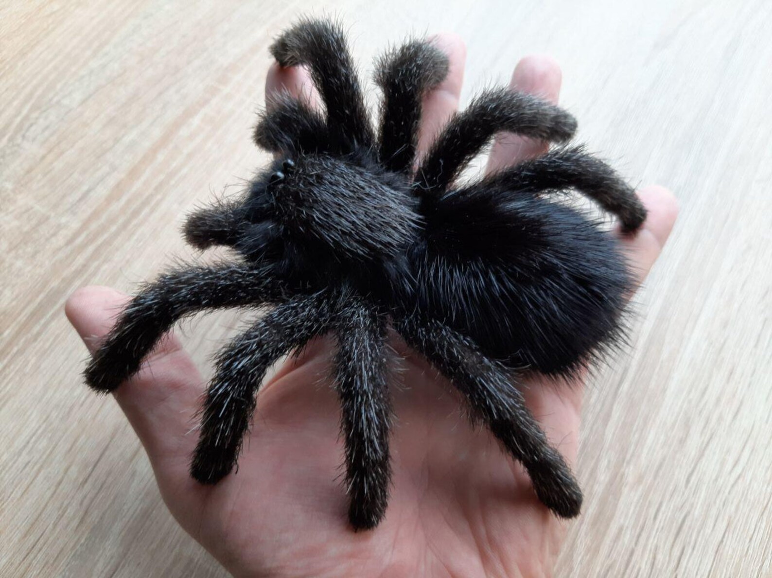 Tarantula Totem Real Size Spider Realistic Spider Sculpt Wildlife ...
