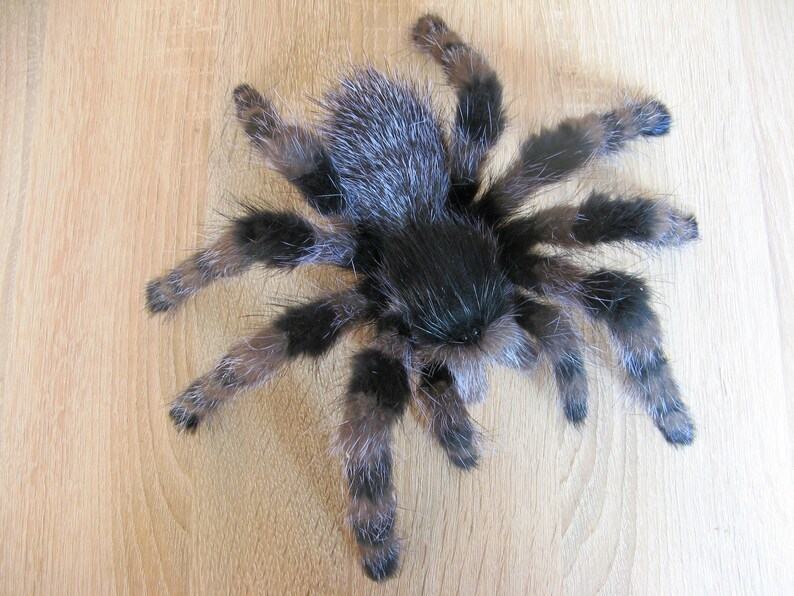 Lifelike Spider not Framed Realistic Fake Tarantula Plush | Etsy