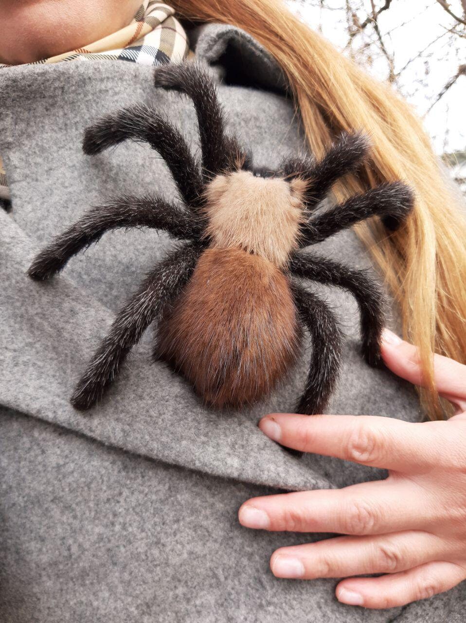 Spider Brooch Gothic Broach Insect Brooch Cosplay Costume - Etsy