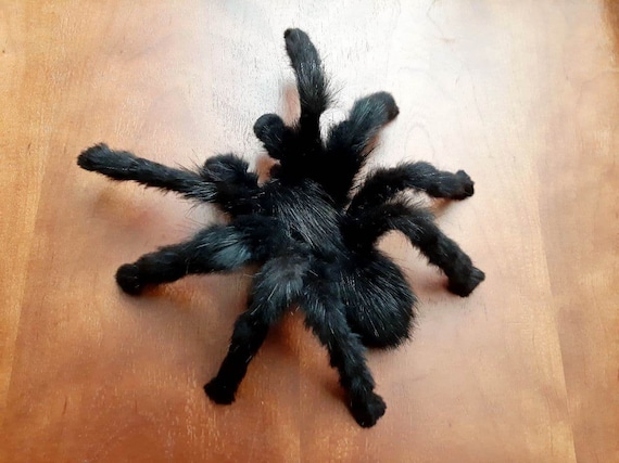 Gothic Art Doll Spider Tarantula Horror Scary Black Macabre - Etsy