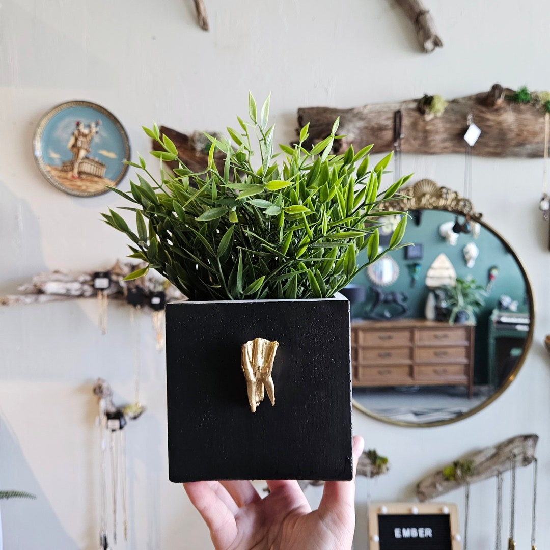 Large Concrete Tooth Planter - Etsy