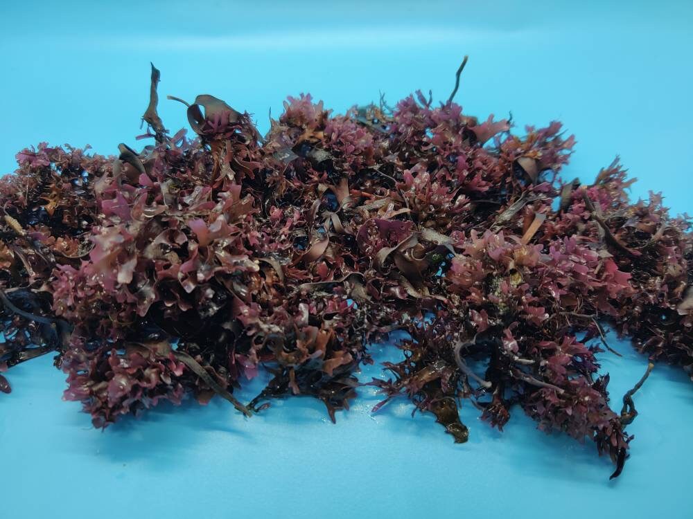 Sea Moss Flakes - Etsy