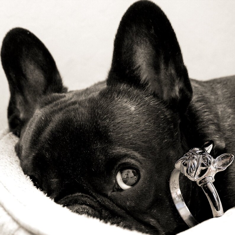 Bulldog Francés Ring 925 Silver Elegant Frenchie Ring Alliance - Etsy