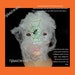 Spider Spiderweb Arachnid Fall Autumn Halloween Mask Set for 5x7 ...
