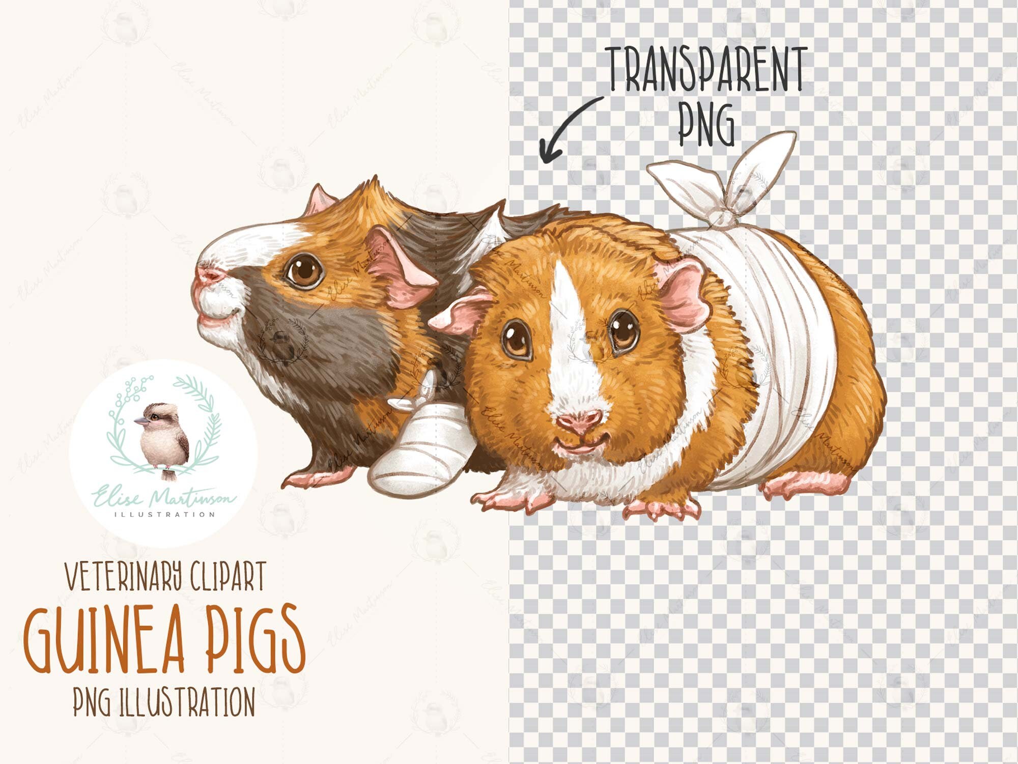 Guinea Pig Clipart Guinea Pig PNG Veterinary Clipart Vet - Etsy UK