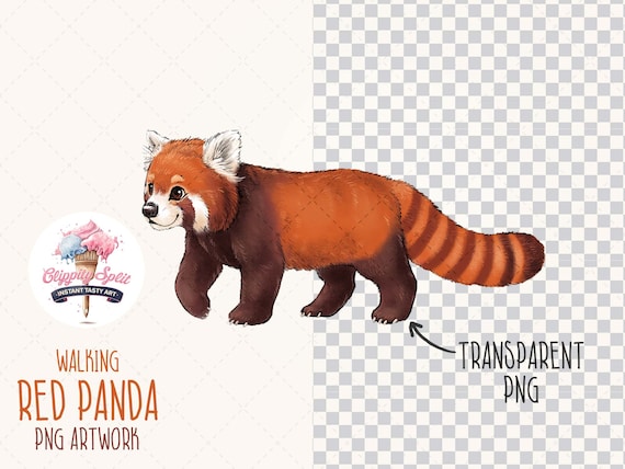 Red Panda Walking