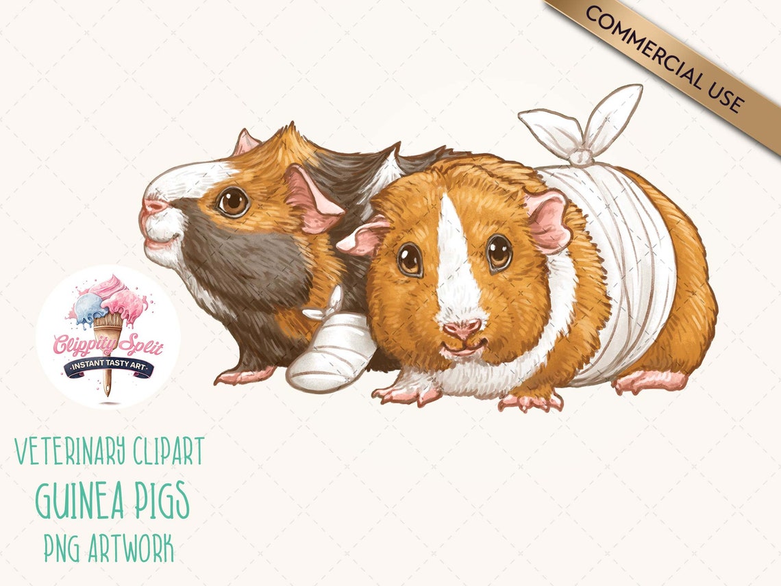 Guinea Pig Clipart Guinea Pig PNG Veterinary Clipart Vet - Etsy