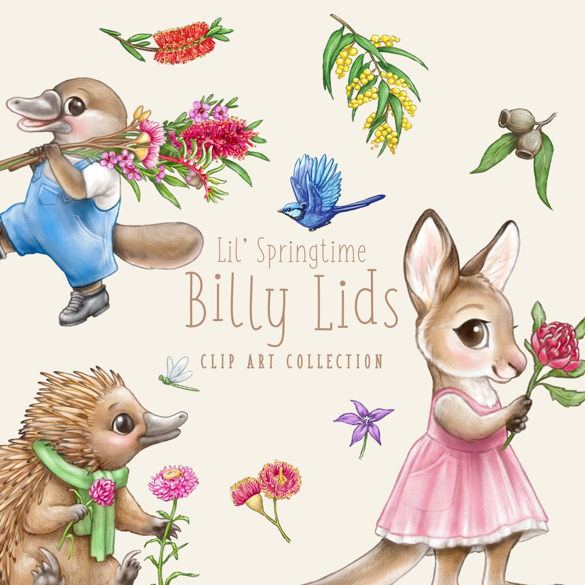 Australian Animal Clipart Koala Clipart Cute Animal Clipart - Etsy