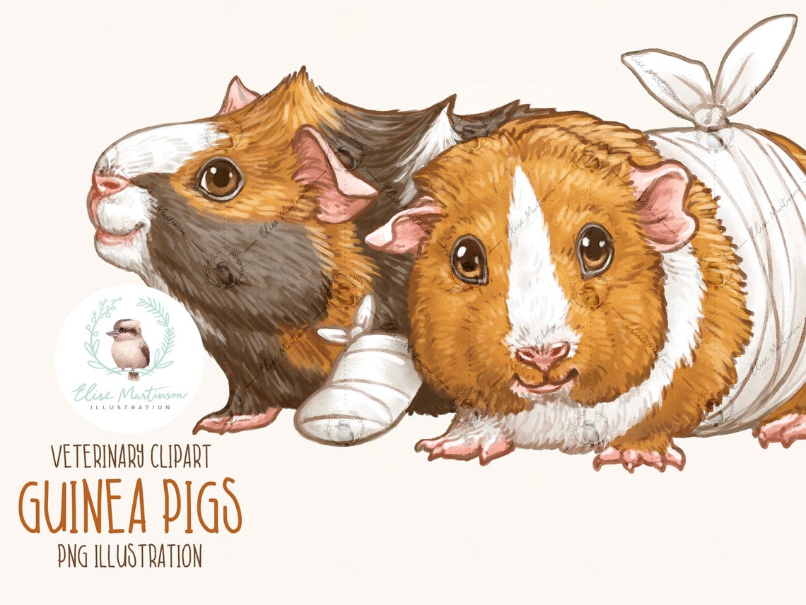 Guinea Pig Clipart Guinea Pig PNG Veterinary Clipart Vet - Etsy