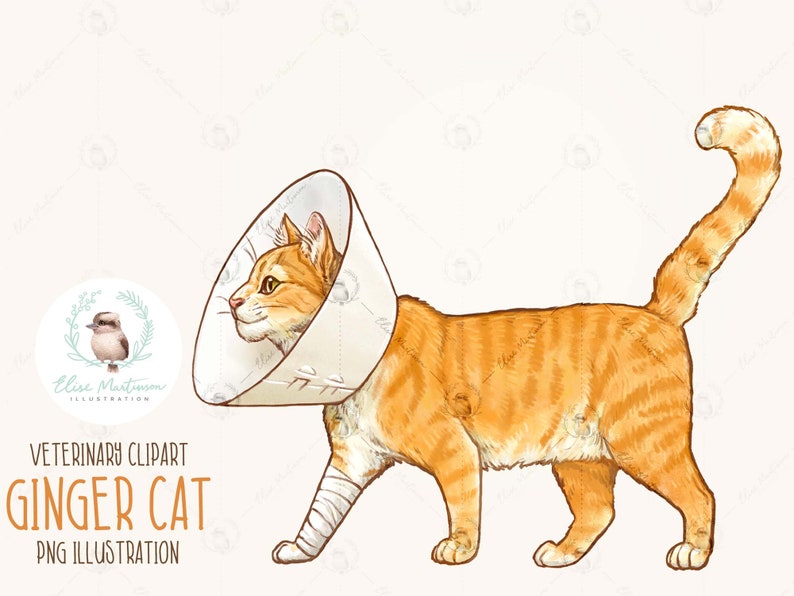 Ginger Tabby Cat PNG Veterinary Clipart Vet Clinic Clip Art - Etsy