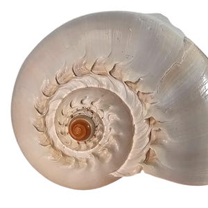 Vintage Estate Seashell Melon Conch Indian Volute Shell Sea Shell Set 9 ...