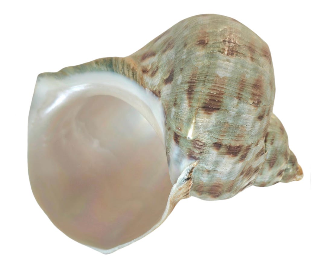 Large Green Turban Shell: Turbo Marmoratus With Mother of Pearl ...