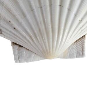 French Scallop Shell, Serving Dishes Shell, Coquilles Saint Jacques ...