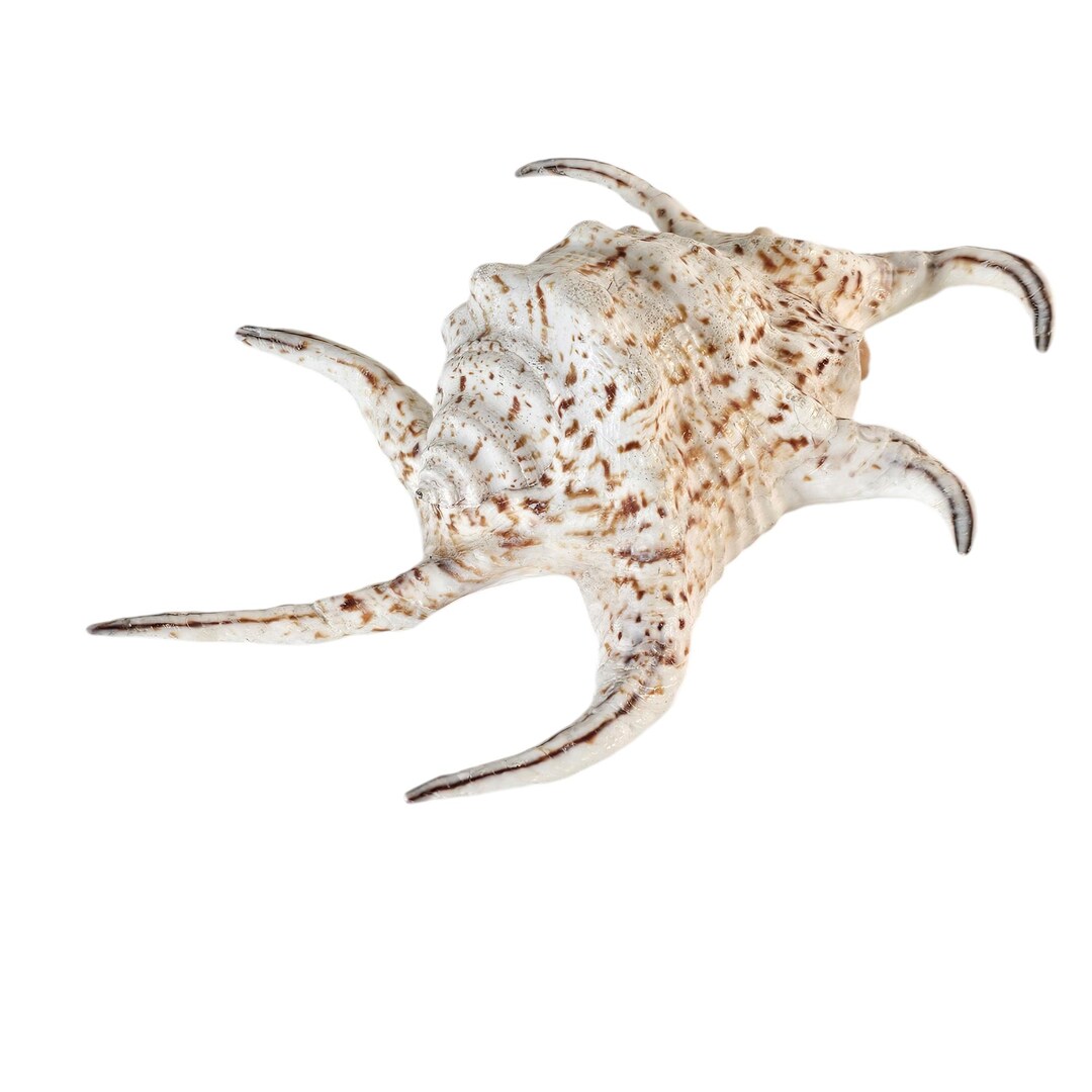 Harpago Spider Shell, Conch Beach Shell, Coastal Décor 9" - Etsy