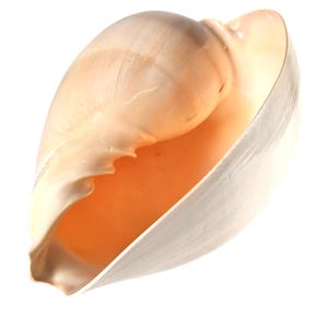 Vintage Estate Seashell Melon Conch Indian Volute Shell Sea Shell Set 9 ...