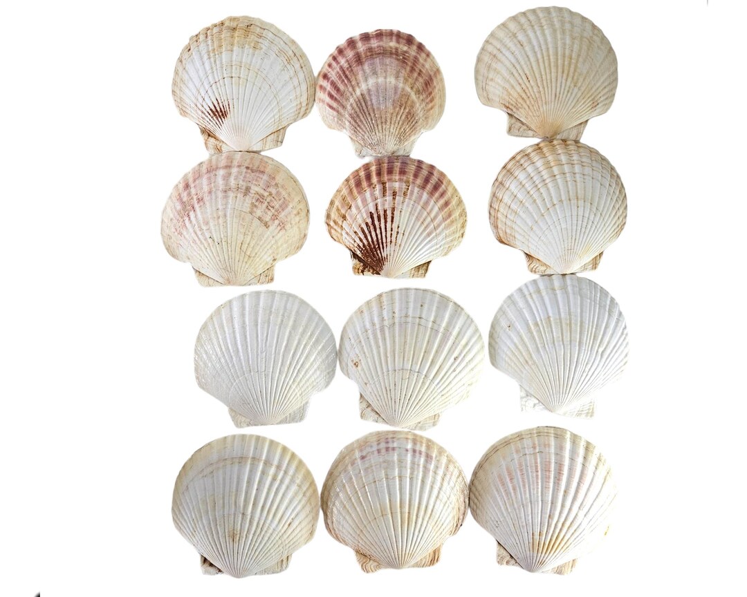 French Scallop Shell, Serving Dishes Shell, Coquilles Saint Jacques ...