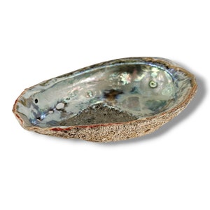 Large Abalone Shell House Beach Nautical Décor Coastal Shell ...