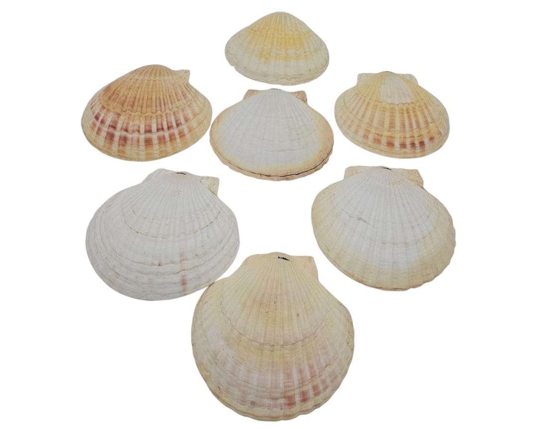 Coquilles Saint Jacques Baking Shells, Set of 6, 6" Scallop Shells ...