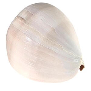 Vintage Estate Seashell Melon Conch Indian Volute Shell Sea Shell Set 9 ...